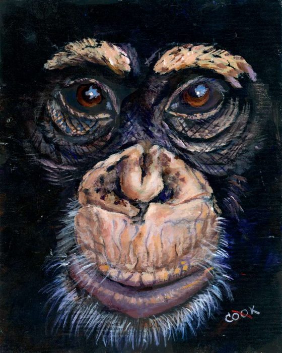 A Chimpanzee Face – Downloadable – Academy of Fine Art and Acrylic Painting